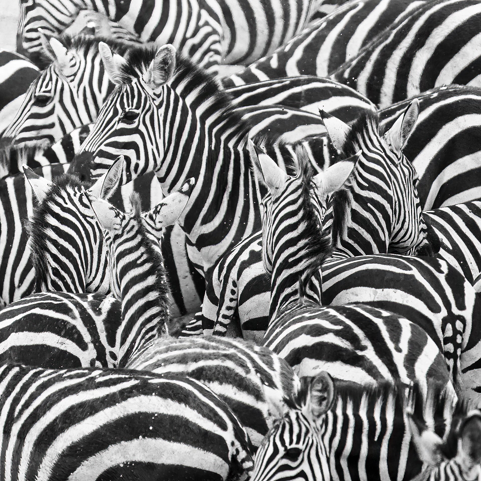 Wild Patterns – Karolina Norée Printstore